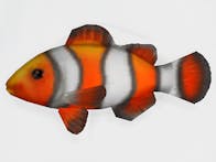 Sims 4 Fish Collection