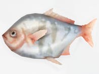 Sims 4 Fish Collection