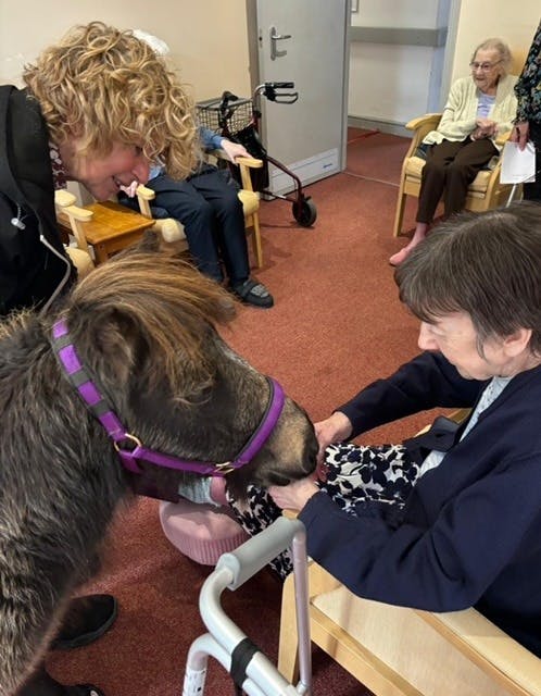 Naturally Healing Therapy Ponies