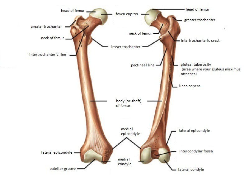Femur