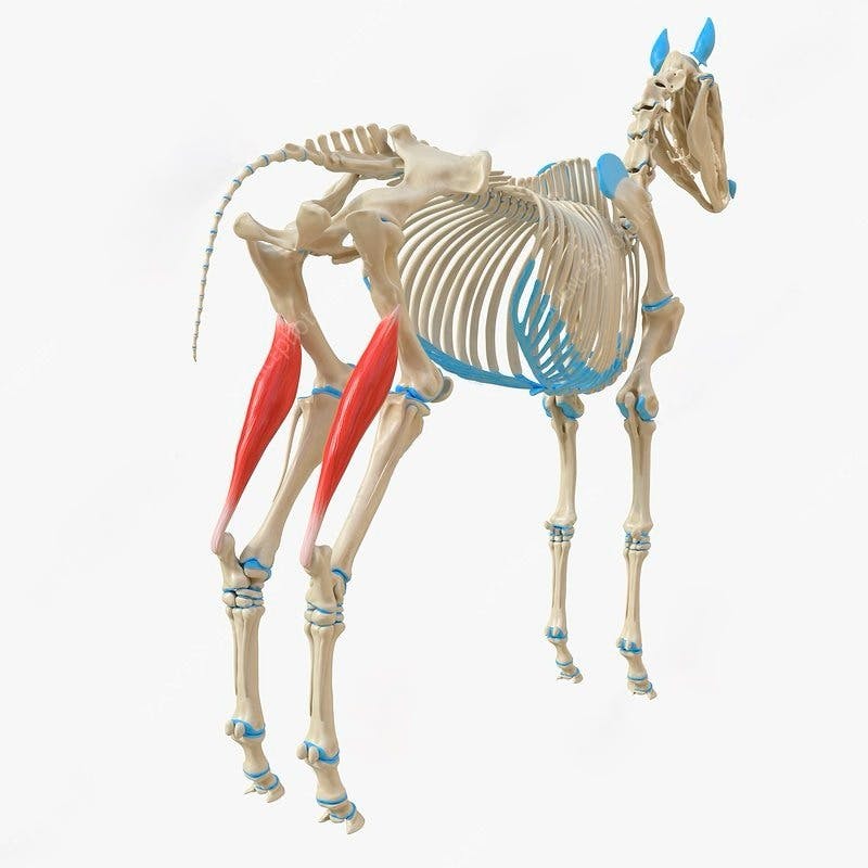 gastrocnemius