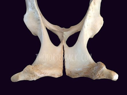 pelvis
