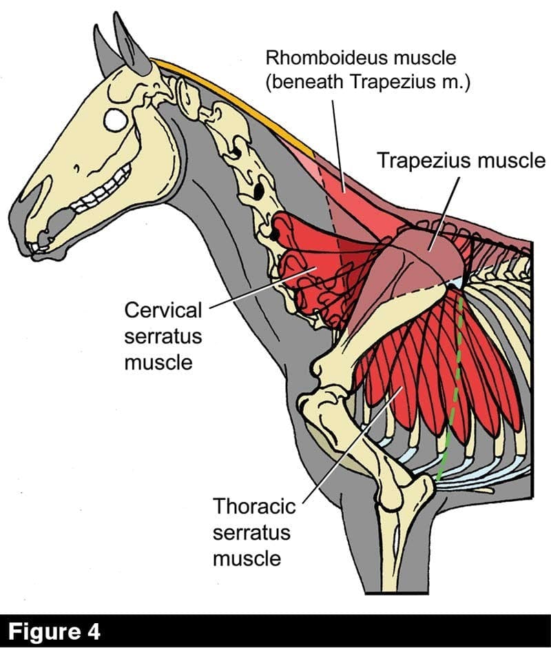 sternum