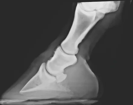 long pastern bone