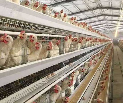Poultry Layer Cage