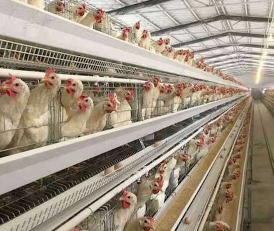 Poultry Layer Cage