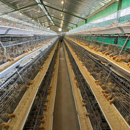 Point of Lay Hens for Sale | Bierman Agri South Africa