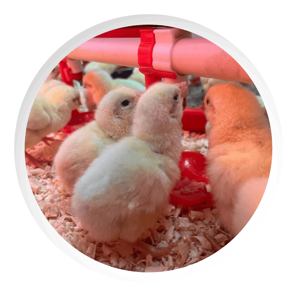 Broiler Combo - Optimal Solutions for Poultry Farming