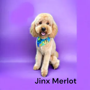 Jinx Merlot LLC